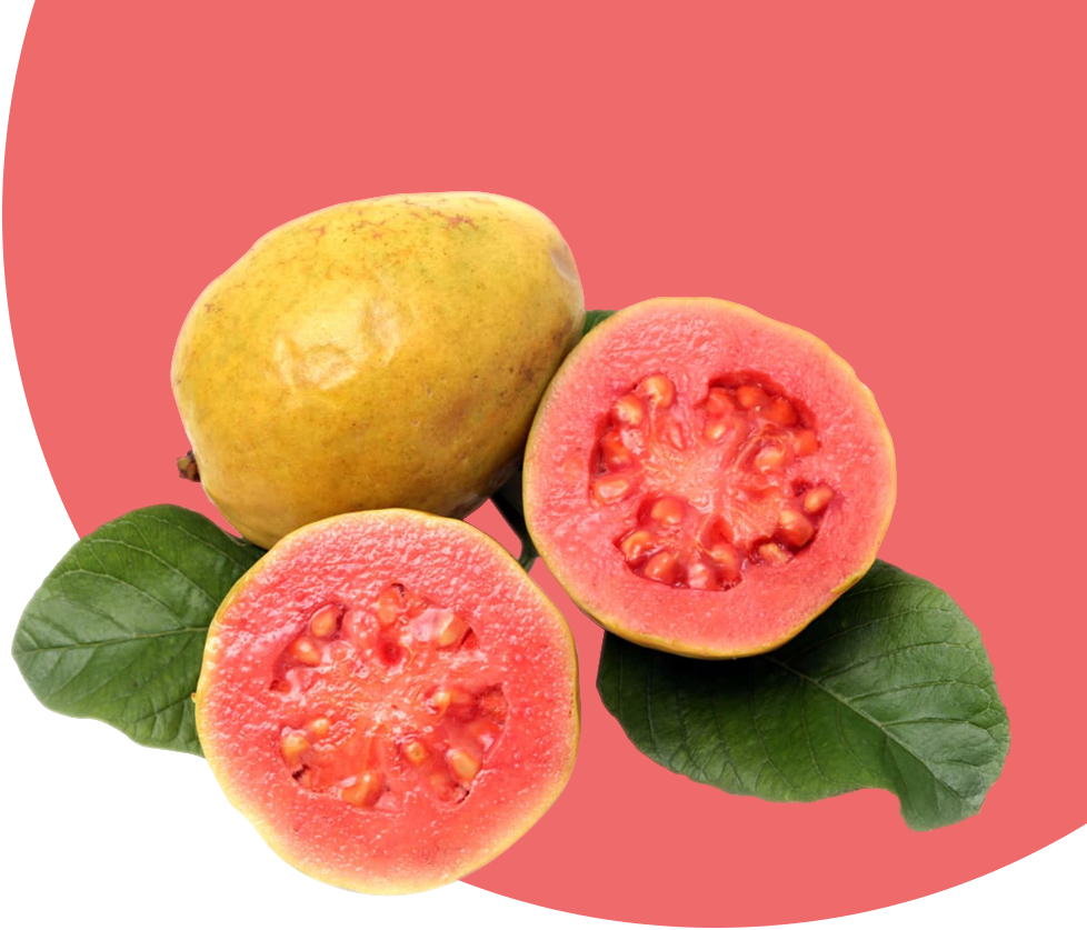 Guava 21 – Fostering guava appreciation and awareness in South Africa.